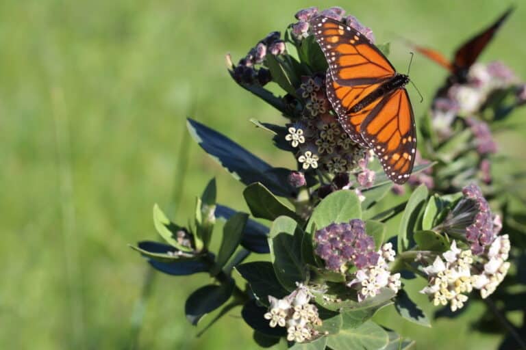 How To Get Rid of Milkweed – 12 Ways Experts Do It – LawnCareGrandpa.com