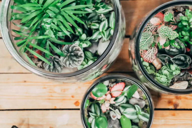 Can You Grow Plants In Glass? – (Jars, Containers, Bottles ...