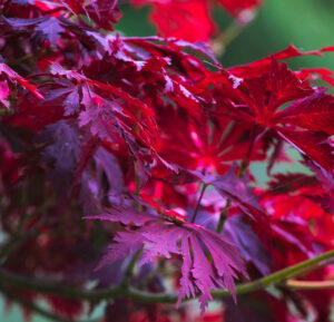 Is There Actually A Japanese Blue Maple Tree? (Answered ...