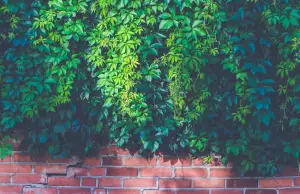 How To Save A Dying Vine By Knowing What Ails It – LawnCareGrandpa.com