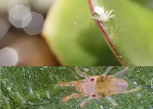 What Are These Tiny White Spiders And Are They Dangerous ...