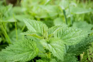 Glystar Plus Mix Ratio (Explained) – LawnCareGrandpa.com